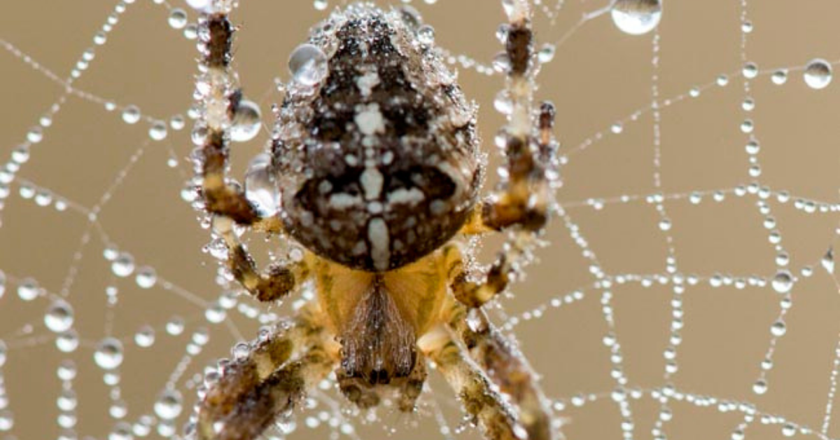 Rare form of spider spotted for the first time in decades - Q Radio