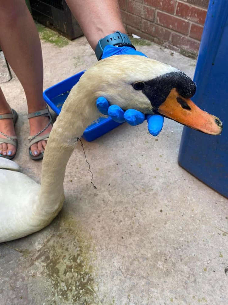 70-mile trip to save swan who was ‘struggling to breathe’ from ...