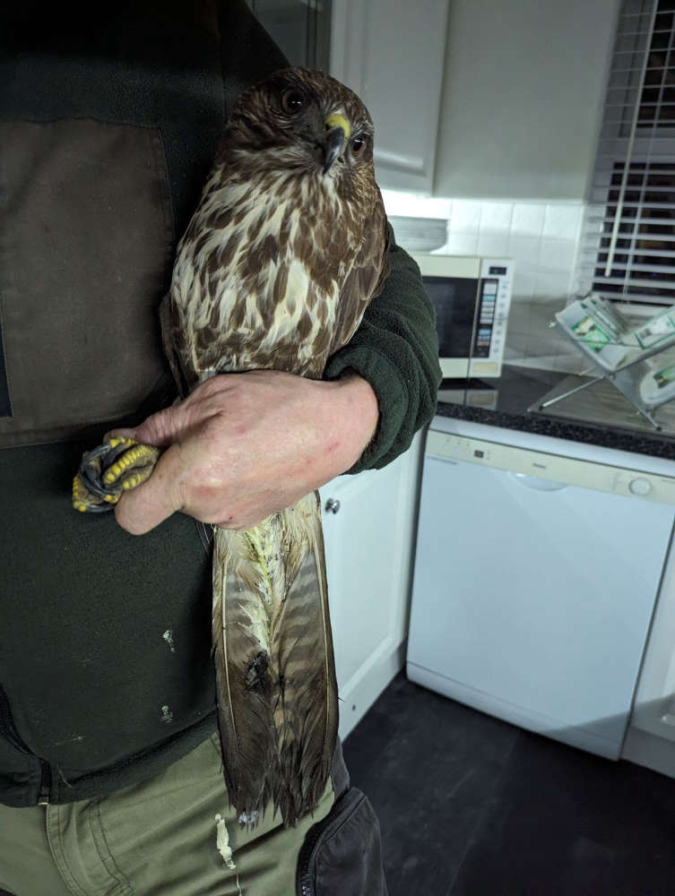 Rescued buzzard who was grounded on the M6 is returned to the wild ...
