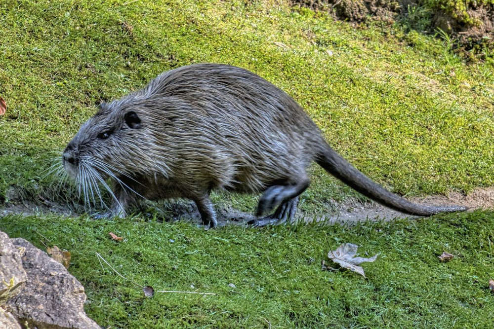 Giant Rat like Animal On The Loose Channel 103