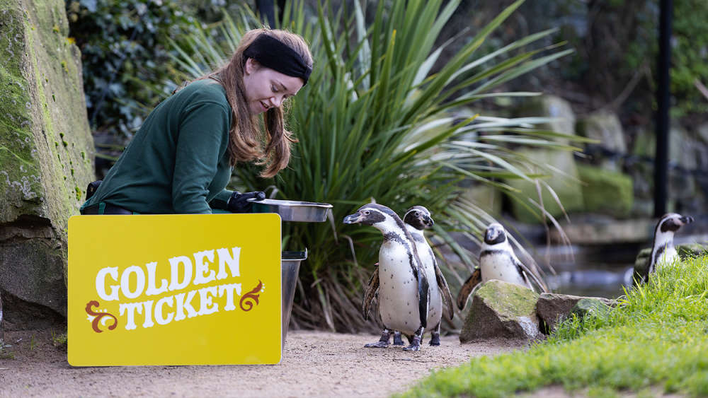 Dublin Zoo launches Golden Ticket competition with lifetime pass up for ...