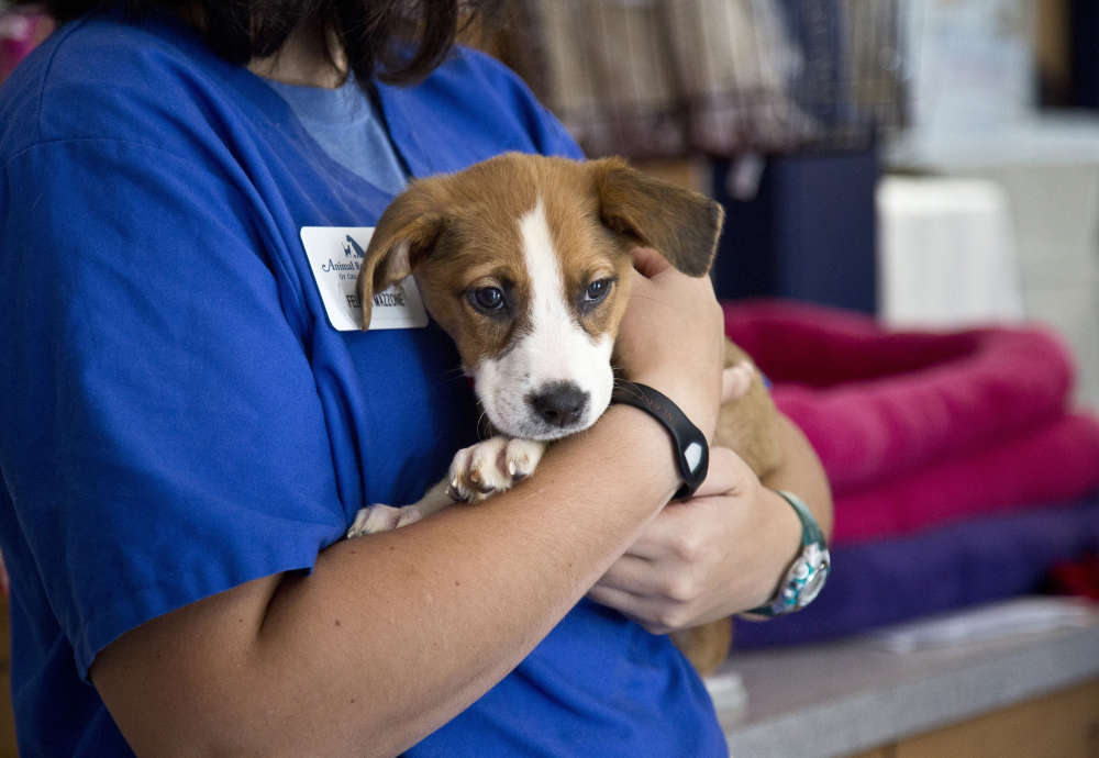 North Cork vet reports rise in abandoned pets - Cork's 96FM