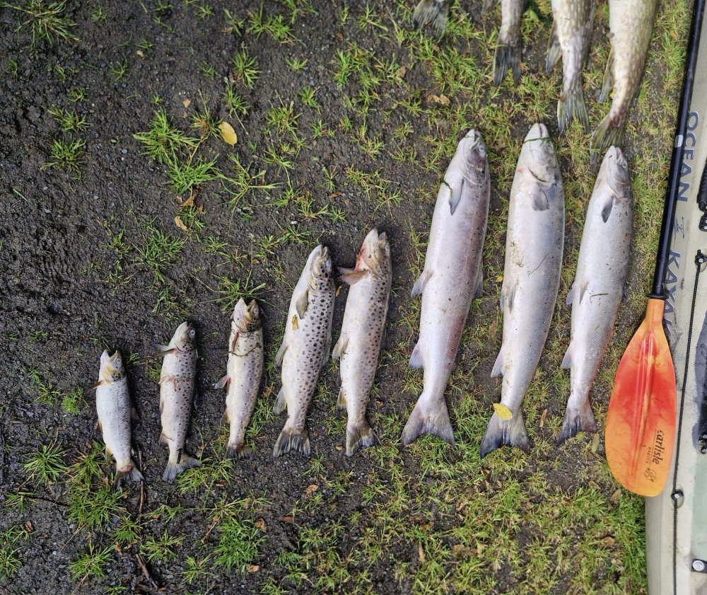 IFI says more than 20,000 fish killed in River Glyde - LMFM