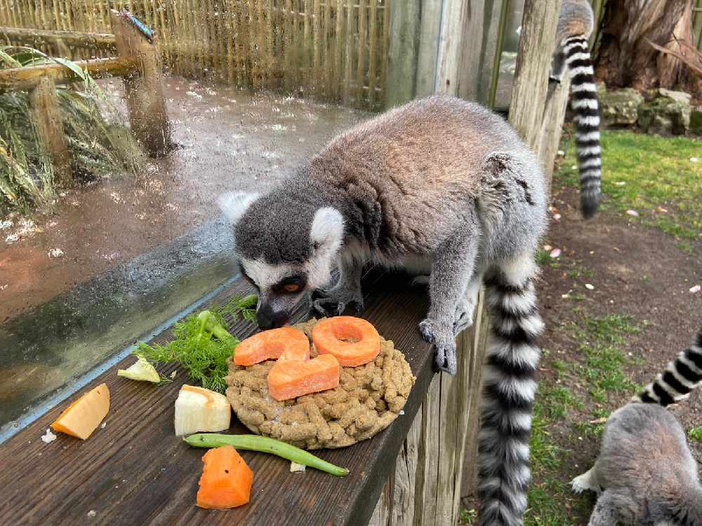 Ring Tailed Lemur With A Party Hat