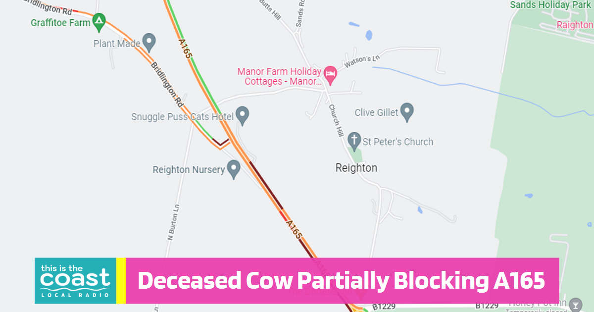 UPDATE: Deceased Cow Removed at A165 Reighton Bypass - This is the Coast