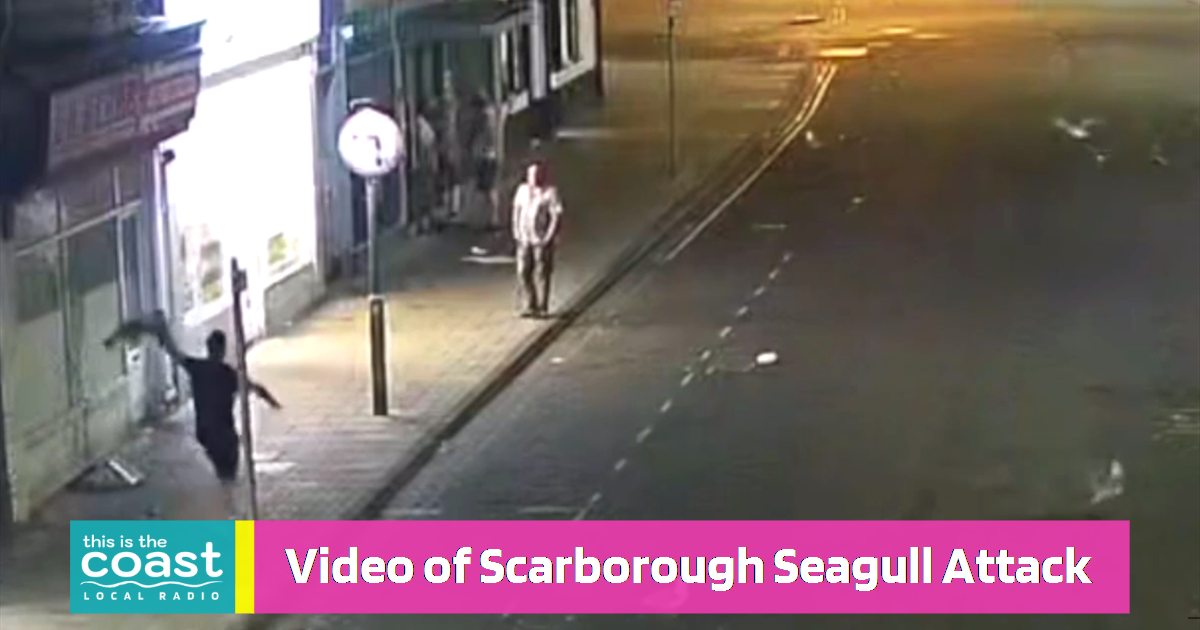 VIDEO : Man Sentenced for Animal Cruelty After Scarborough Gull Attack ...