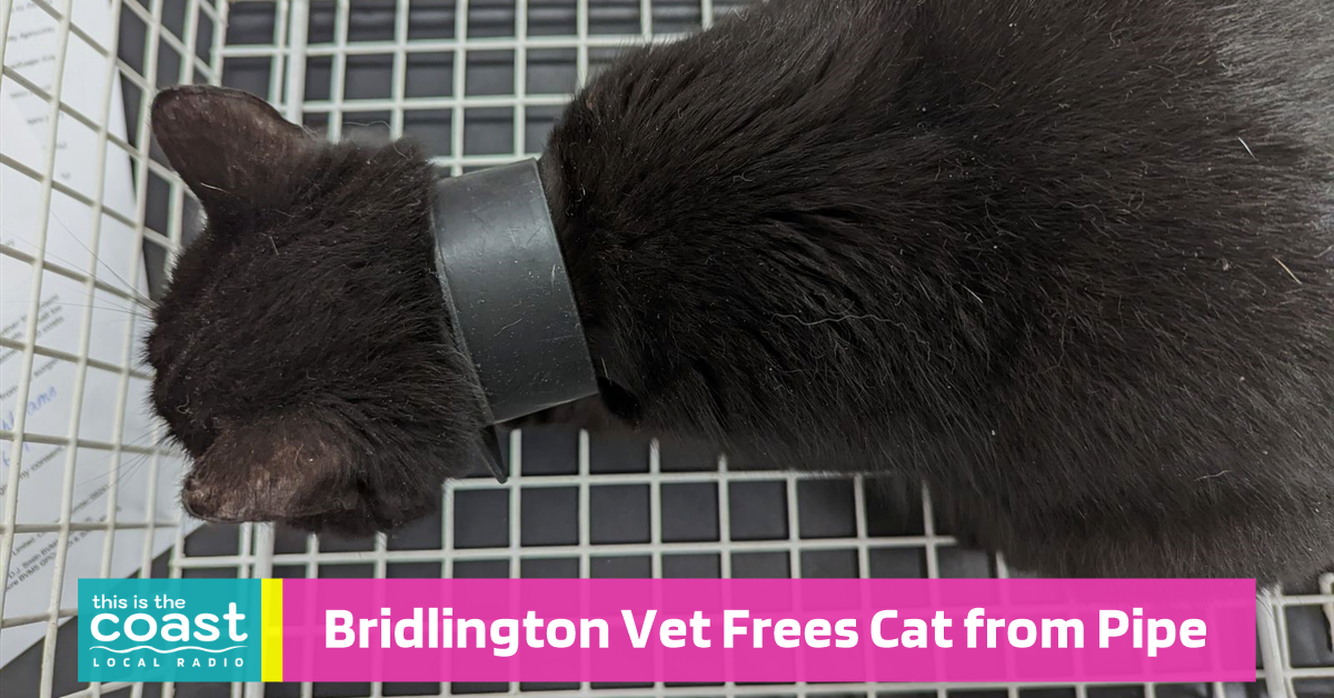 Bridlington Vet Helps Cat with Pipe Problem - This is the Coast