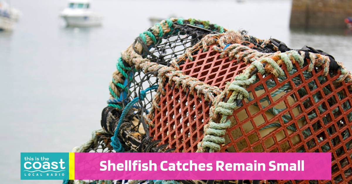 Yorkshire Coast Shellfish Catches Remain Down - This is the Coast
