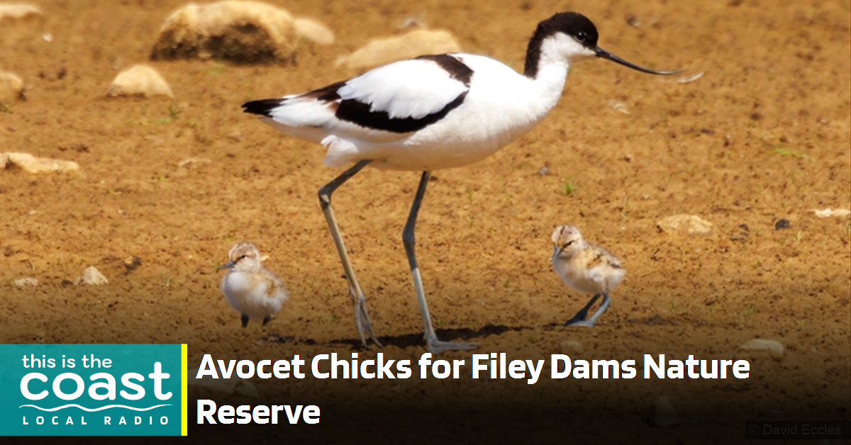Avocet Chicks for Filey Dams Nature Reserve - This is the Coast