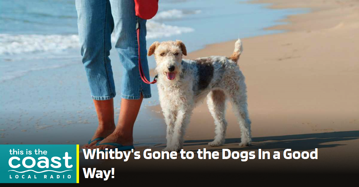 Whitby's Gone to the Dogs In a Good Way! - This is the Coast
