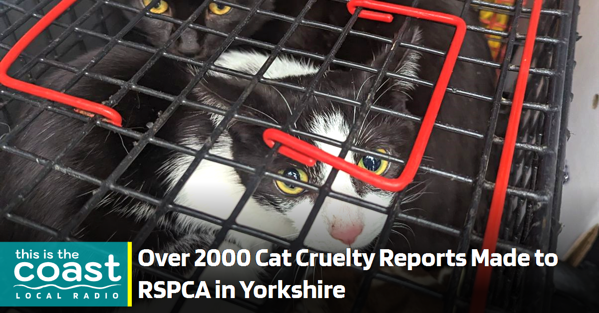 Over 2000 Cat Cruelty Reports Made to RSPCA in Yorkshire - This is the ...