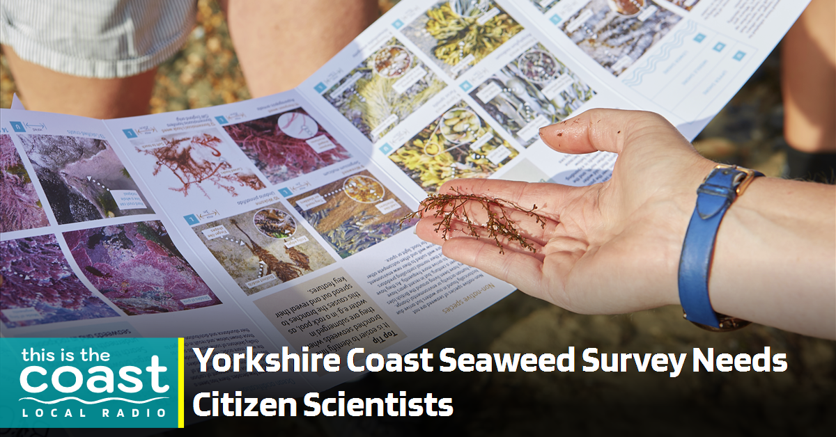 Yorkshire Coast Seaweed Survey Needs Citizen Scientists - This is the Coast