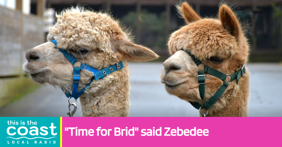 "Time for Brid" said Zebedee - This is the Coast