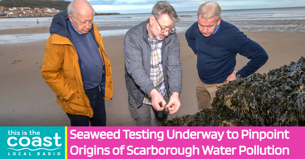 Seaweed Testing Underway to Pinpoint Origins of Scarborough Water ...