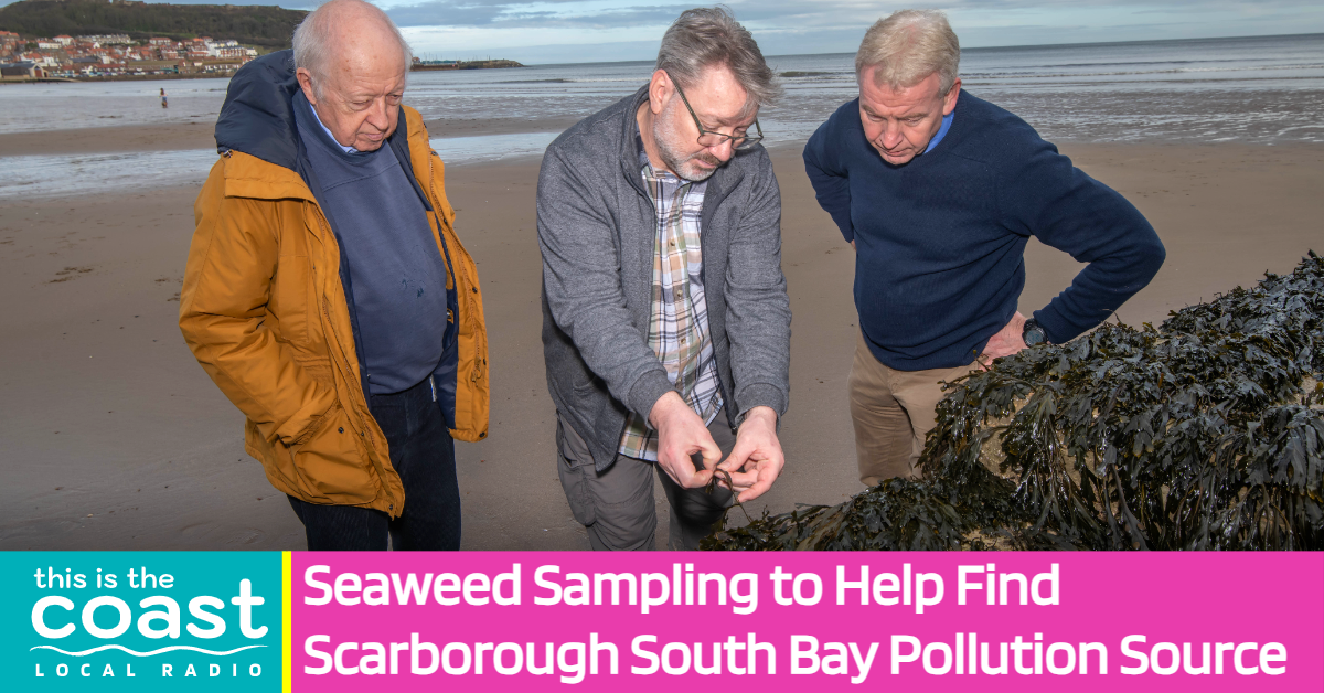 Seaweed Sampling to Help Find Scarborough South Bay Pollution Source - This is the Coast