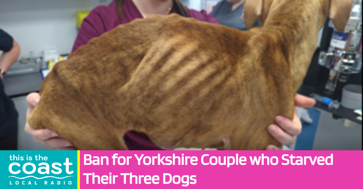Ban for Yorkshire Couple who Starved Their Three Dogs - This is the Coast