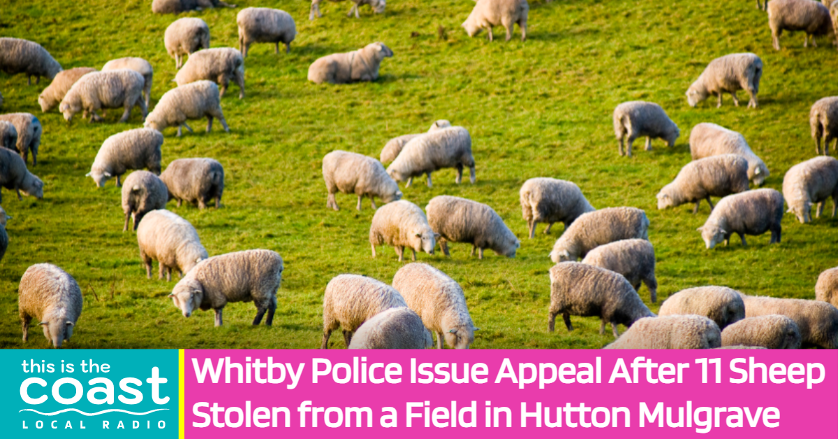 Whitby Police Issue Appeal After 11 Sheep Stolen from a Field in Hutton ...