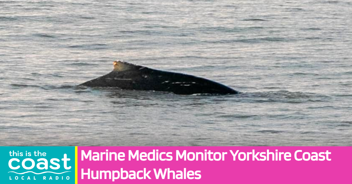Marine Medics Monitor Yorkshire Coast Humpback Whales - This is the Coast