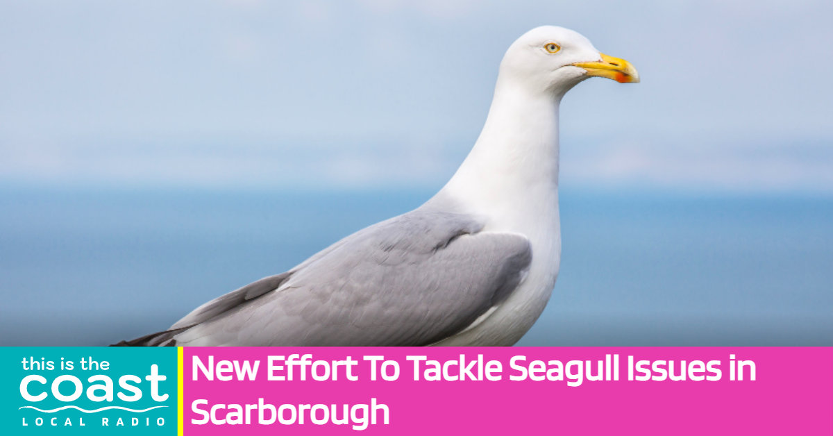 New Effort To Tackle Seagull Issues in Scarborough - This is the Coast