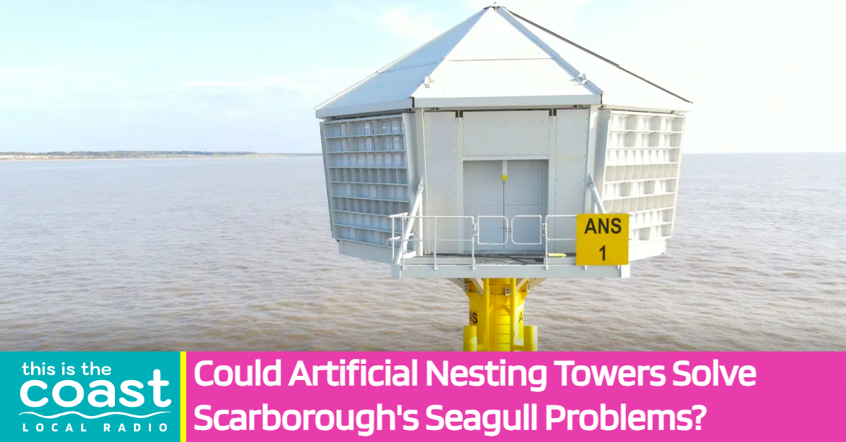 Could Artificial Nesting Towers Solve Scarborough's Seagull Problems ...