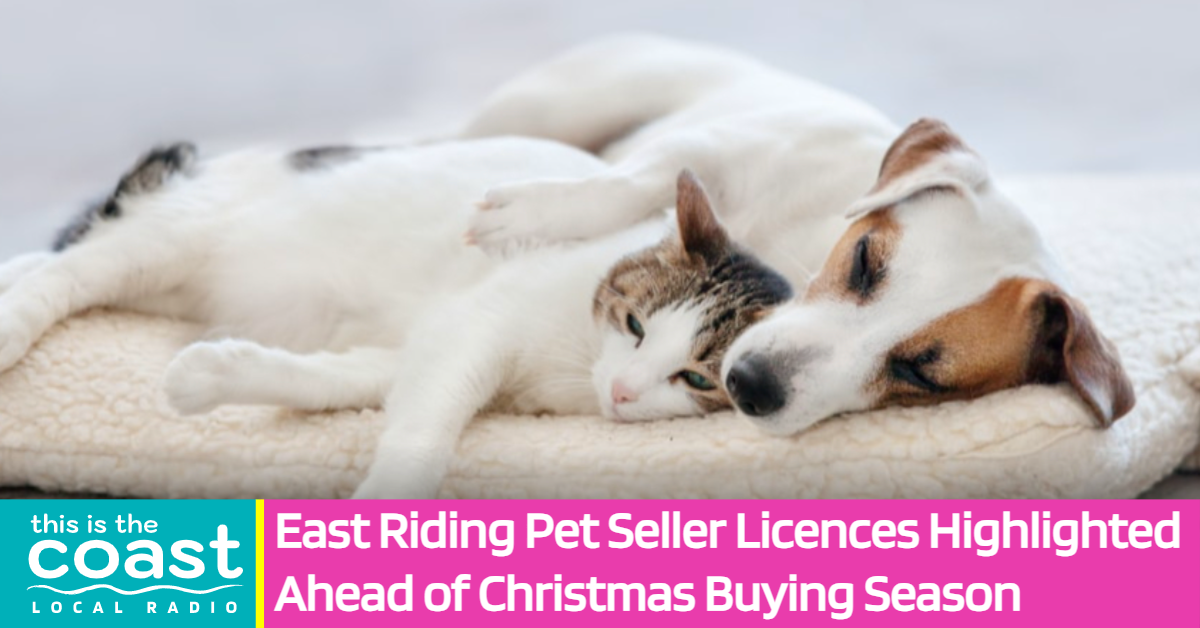 East Riding Pet Seller Licences Highlighted Ahead of Christmas Buying ...
