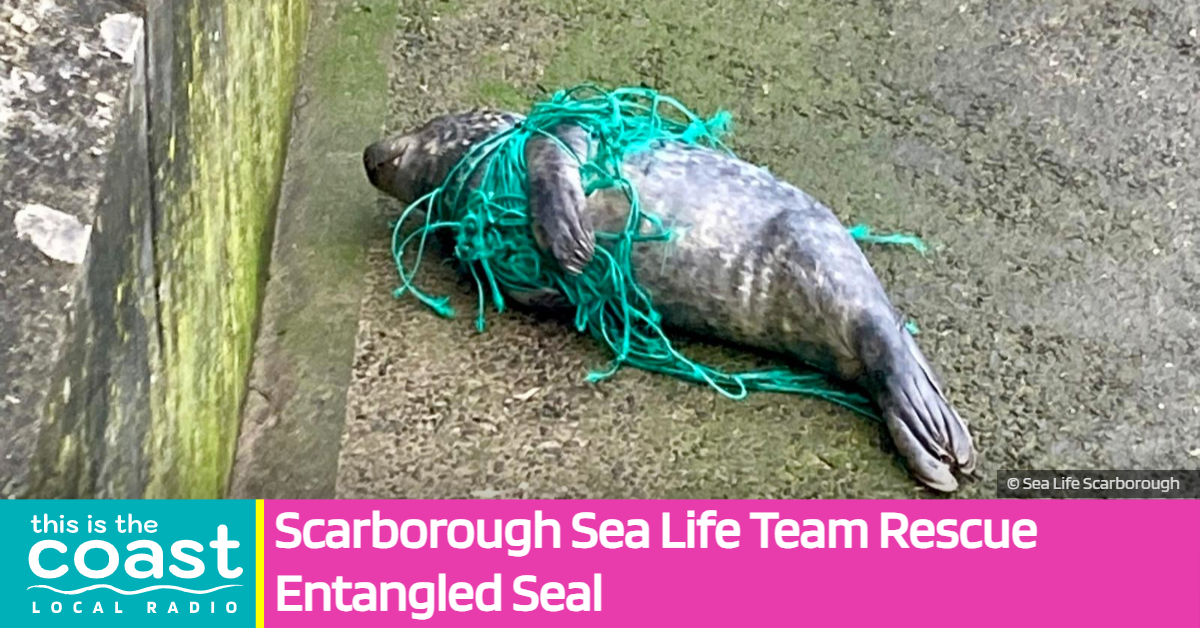 Scarborough Sea Life Team Rescue Entangled Seal - This is the Coast