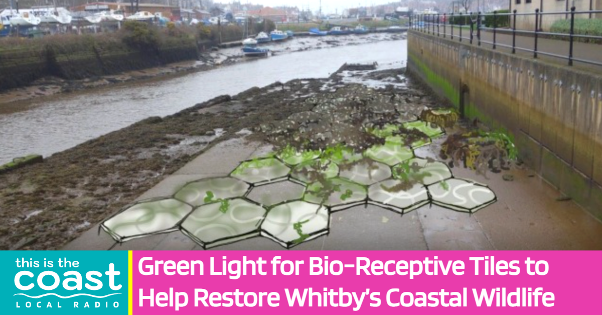 Green Light for Bio-Receptive Tiles to Help Restore Whitby’s Coastal ...