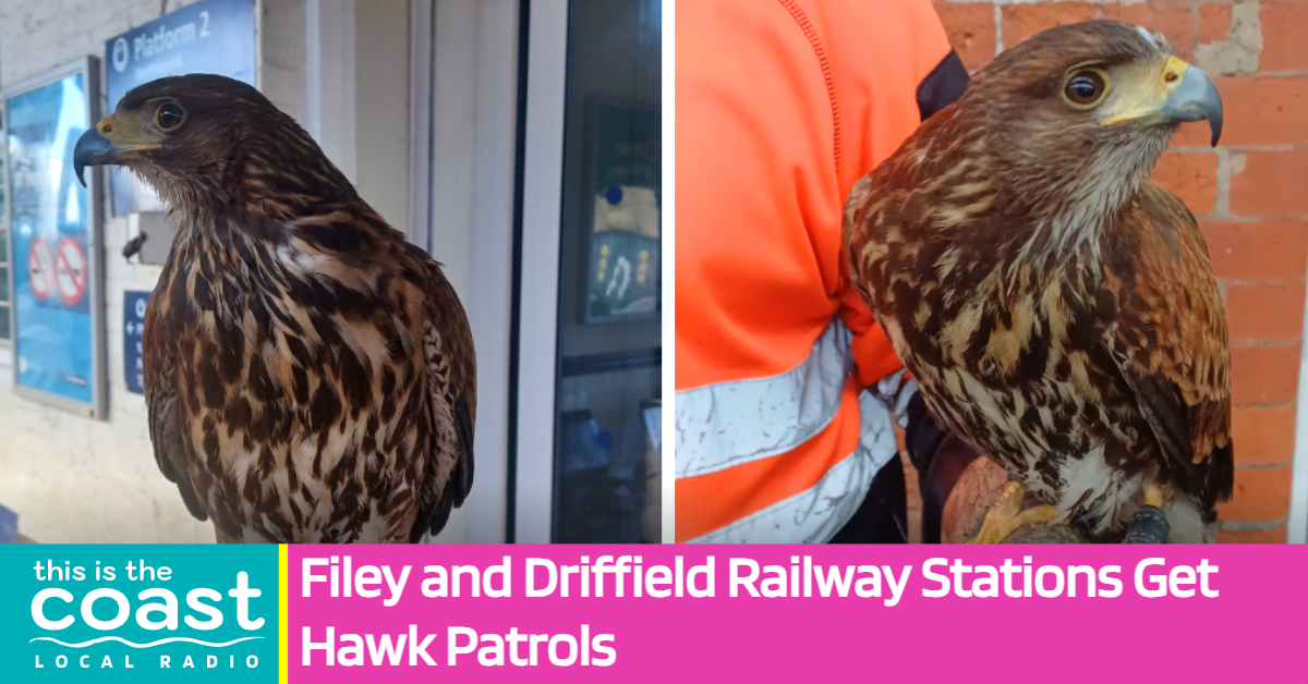 Filey and Driffield Railway Stations Get Hawk Patrols - This is the Coast