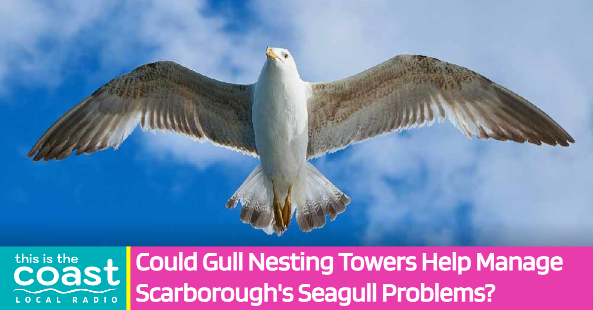 Could Gull Nesting Towers Help Manage Scarborough's Seagull Problems? - This is the Coast