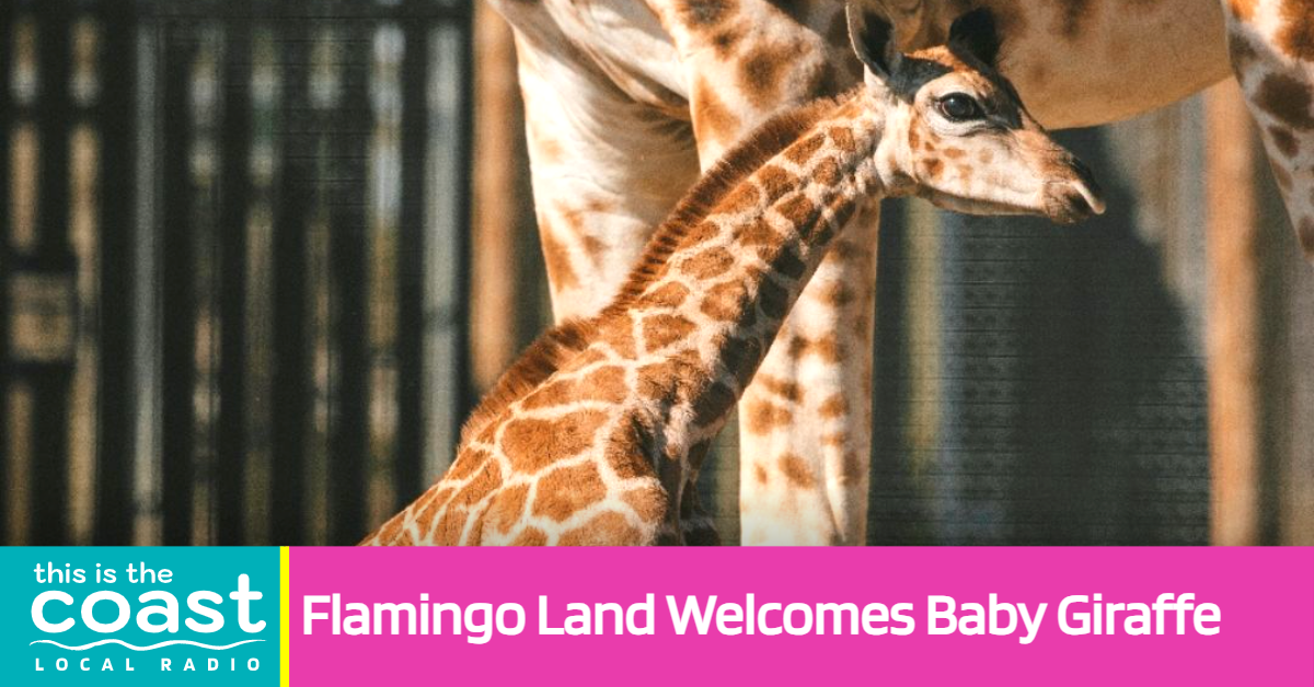 Flamingo Land Welcomes Baby Giraffe - This is the Coast