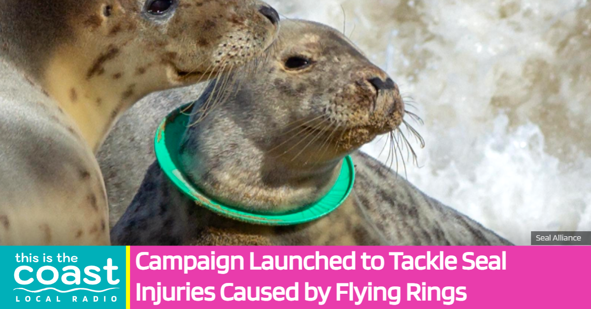 Campaign Launched to Tackle Seal Injuries Caused by Flying Rings - This ...
