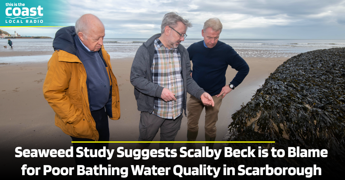 Seaweed Study Suggests Scalby Beck is to Blame for Poor Bathing Water ...