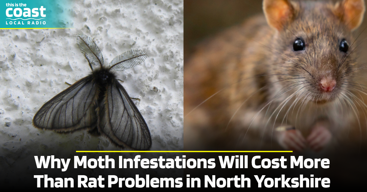 Why Moth Infestations Will Cost More Than Rat Problems in North ...