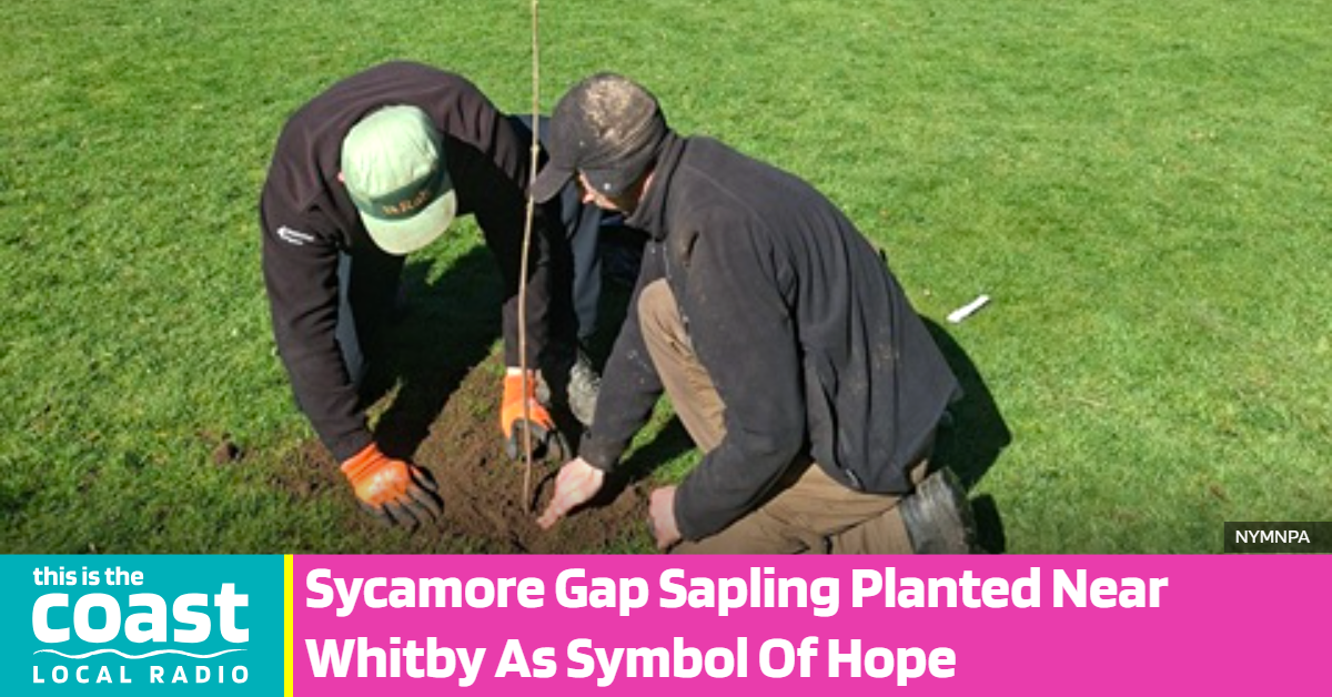 Sycamore Gap Sapling Planted Near Whitby As Symbol Of Hope - This is ...