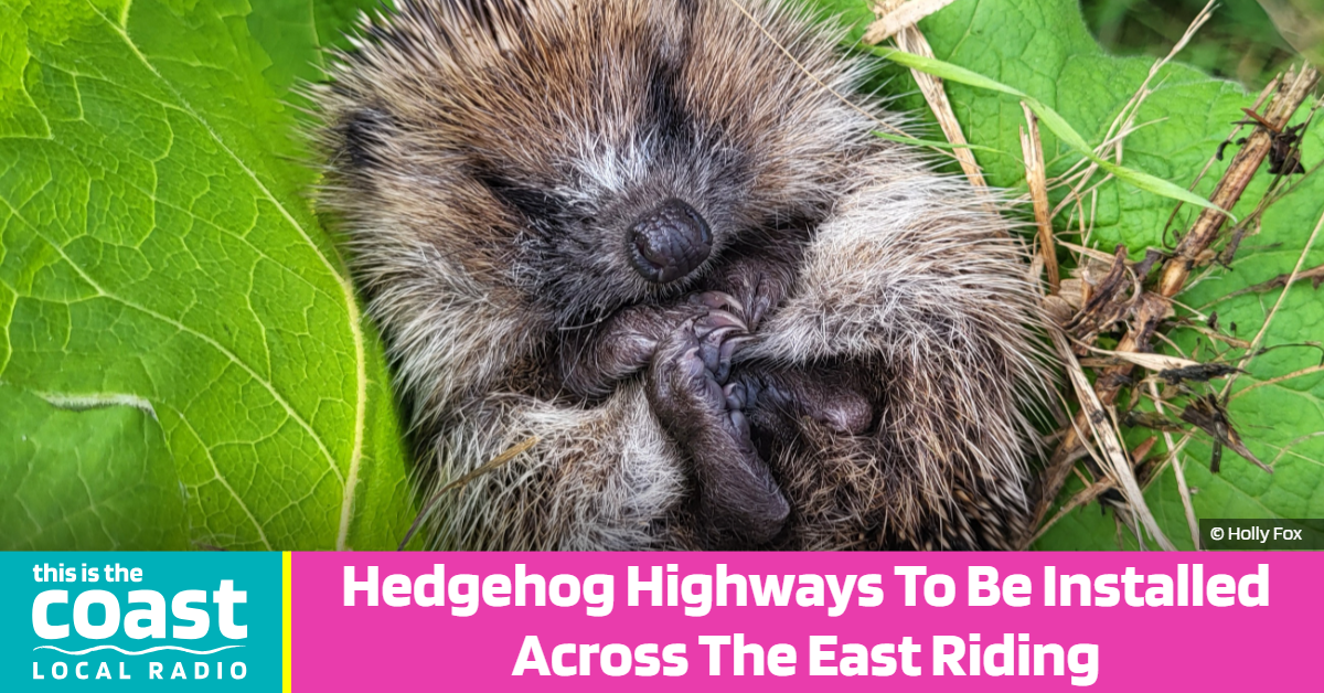 Hedgehog Highways To Be Installed Across The East Riding To Protect ...