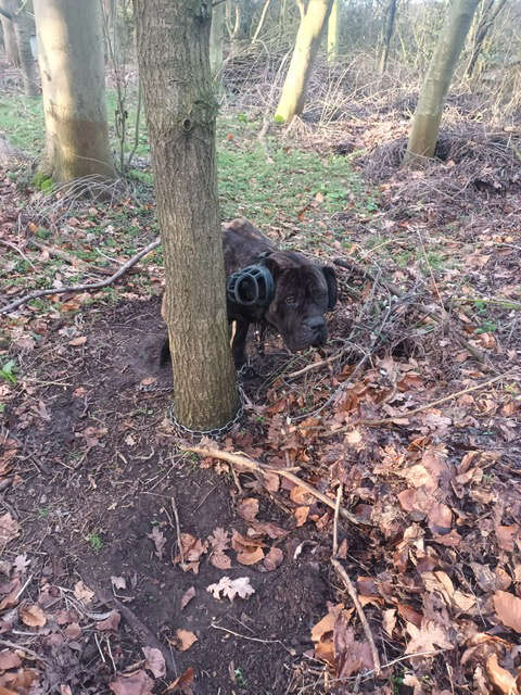 Large dog chained to tree and dumped at Buckinghamshire animal centre ...