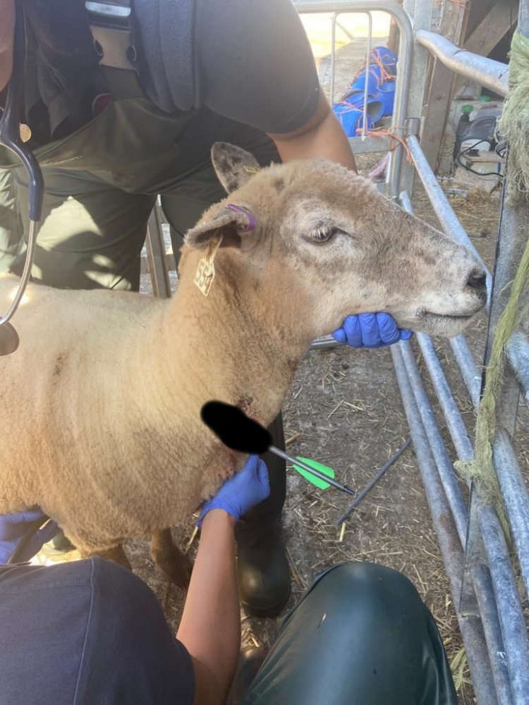 Sheep shot with crossbow - Bucks Radio