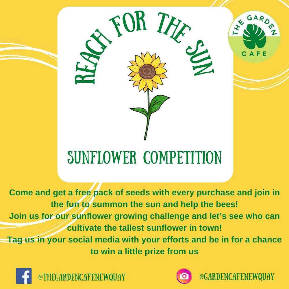 Reach for The Sun – The Garden Café Newquay launches sunflower growing ...