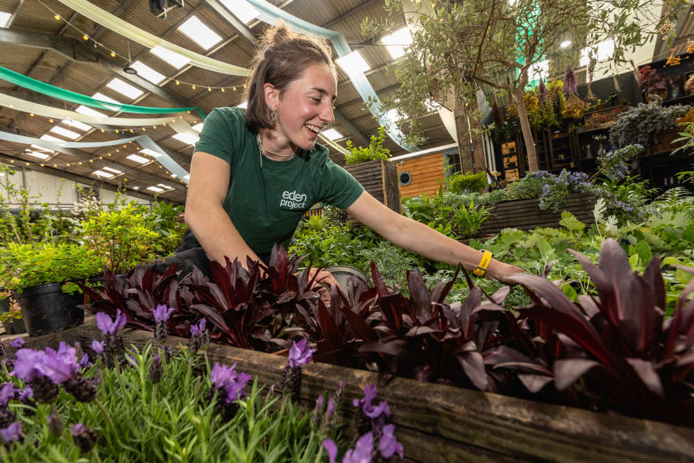 Eden Project gardening talent shines through at ‘Chelsea of the South ...